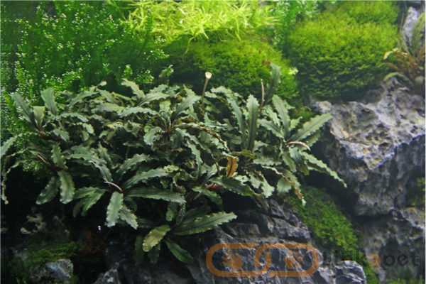 Bucephalandra ‘Wavy Green’