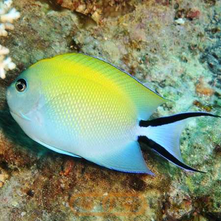 Genicanthus Melanospilos – Spotbreast Angelfish