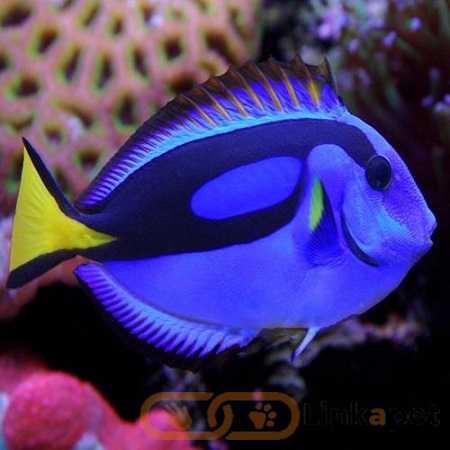 Paracanthurus Hepatus – Blue Tang