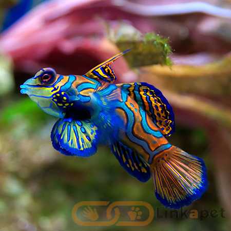 Synchiropus Splendidus – Mandarin Fish