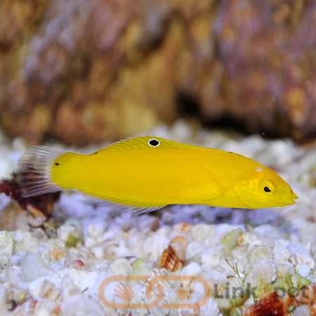 Yellow Wrasse – Halichoeres chrysus