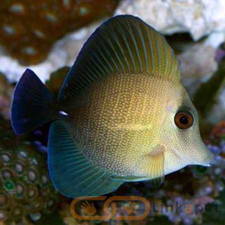 Zebrasoma Scopas – Scopas Tang