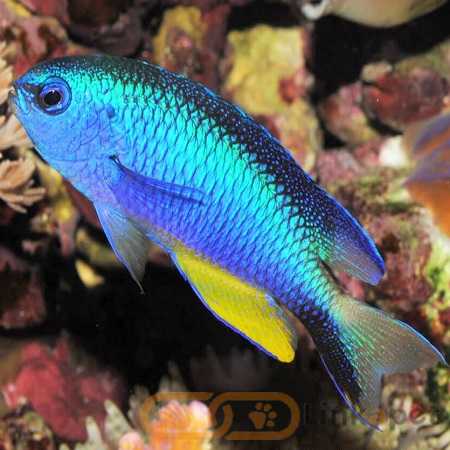 Pomacentrus Alleni – Neon Damselfish