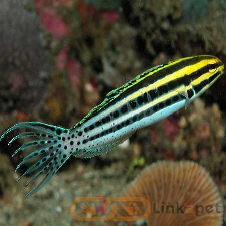 Meiacanthus Grammistes – Striped Blenny