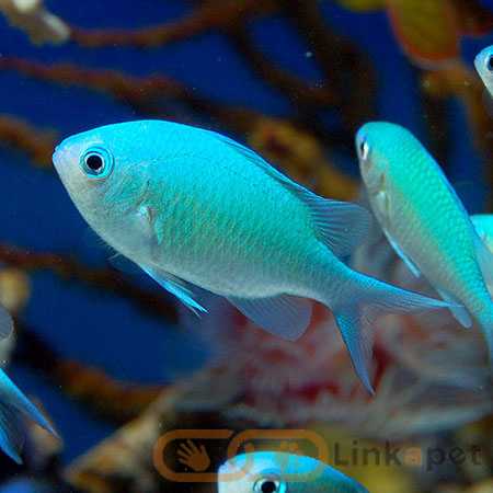 Chromis Viridis – Blue/Green Reef Chromis