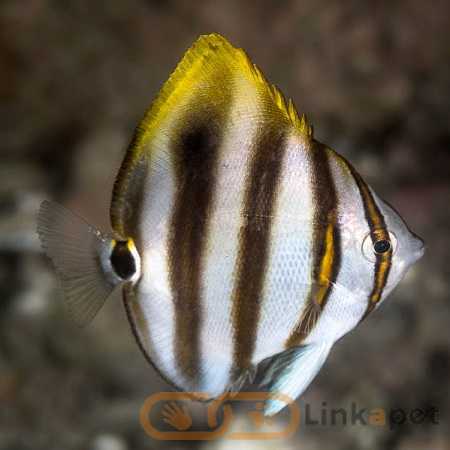 Spotfin Reef Butterfly – Parachaetodon Ocellatus