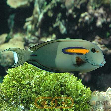 Orangeshoulder Tang – Acanthurus Olivaceus