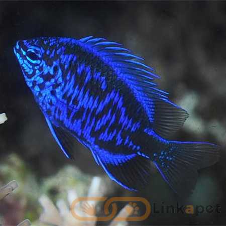 Blue Sapphire Damselfish – Chrysiptera springeri