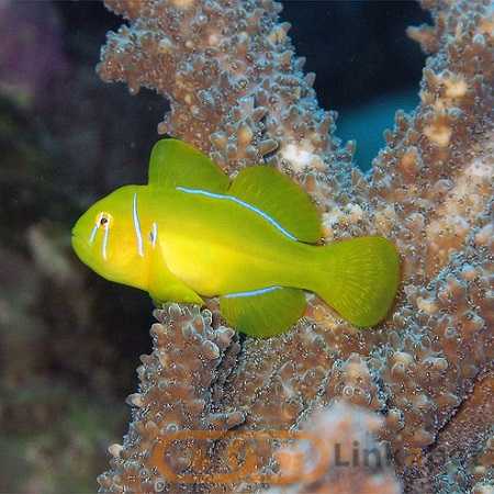 Gobiodon Citrinus – Clown Goby, Citrinis