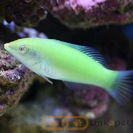 Green Wrasse – Halichoeres Chloropterus