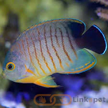 Red Stripe Angelfish – Centropyge eibli