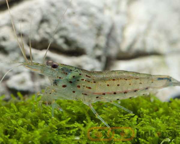 Cardina Multidendata (Amano Kozica)