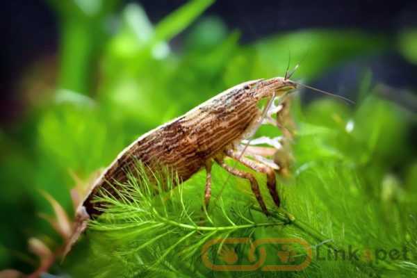 Atyopsis Moluccensis (Bamboo Shrimp)