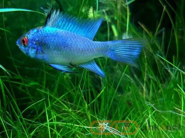 Mikrogeophagus Ramirezi Electric Blue (Plavi ramirez)