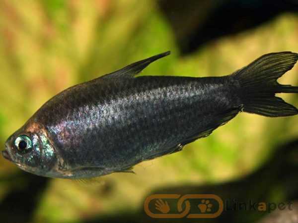 Nematobrycon Palmeri Black (Crna kraljevska tetra)