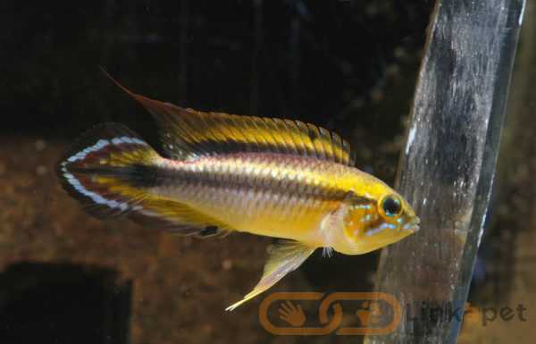 Apistogramma Agassizzi