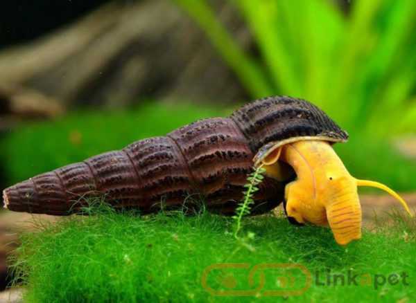 Tylomelania Sp. Yellow (Sulawesi Rabbit Snail)