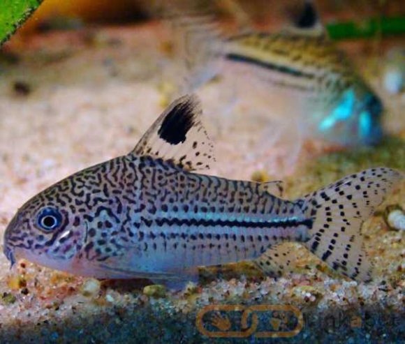 Corydoras Trilineatus