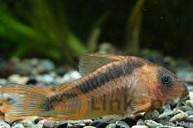 Corydoras Rabauti