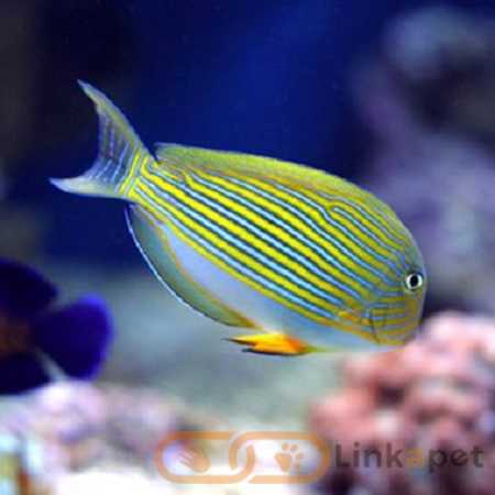 Acanthurus Lineatus – Clown Tang