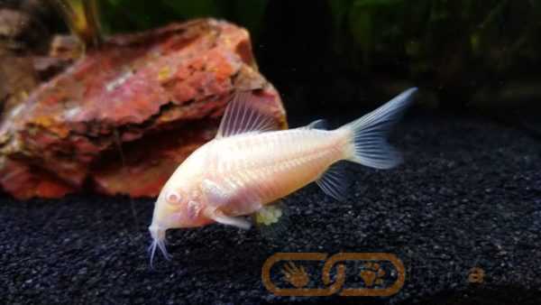 Corydoras Paleatus – Albino