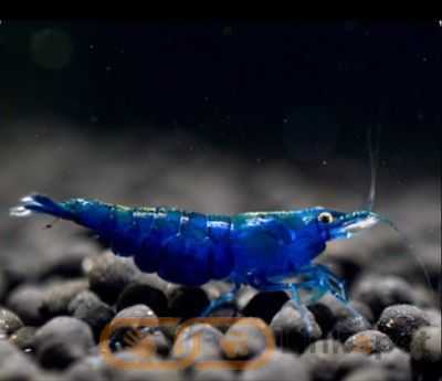 Neocardina Davidi Var. Blue Diamond