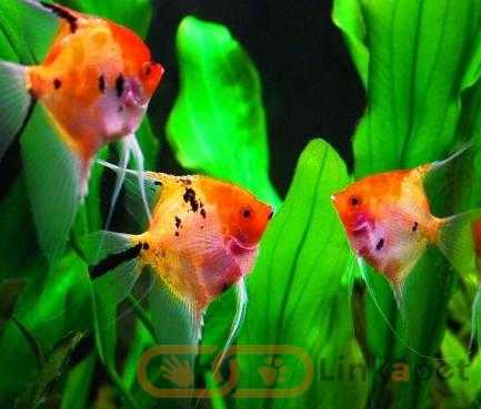 Pterophyllum Scalare – Red Devil