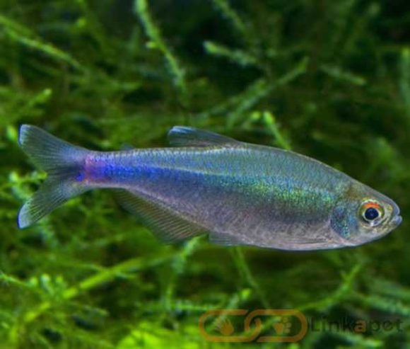 Boehlkea Fredcochui (Peruanska plava tetra)