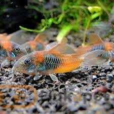 Corydoras Venezuela Orange