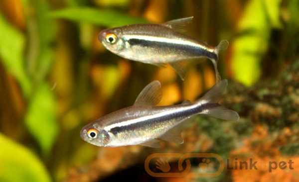 Hyphessobrycon Herbertaxelrodi (Crna neonka)