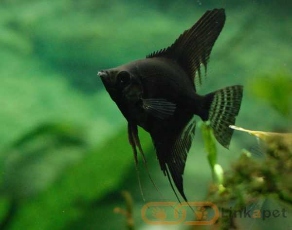 Pterophyllum Scalare – Crni