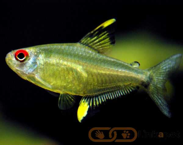 Hyphessobrycon Pulchripinnis (Limun tetra)