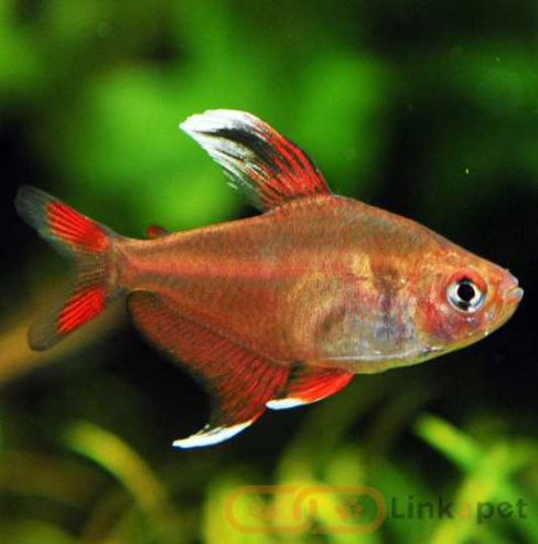 Hyphessobrycon Rosaceus (White fin tetra)