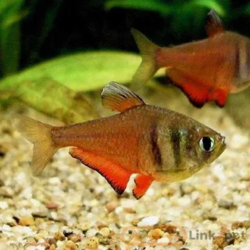 Hyphessobrycon Flammeus (Crvena tetra)