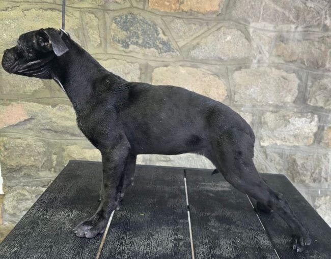 Cane Corso štenci