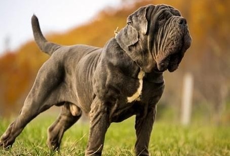 Bobtejl i Napuljski mastiff