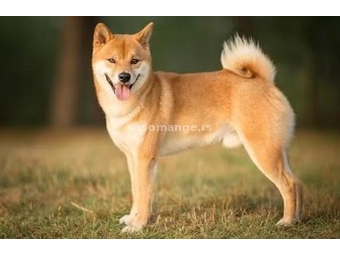 Akita inu i Shiba Inu