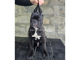 Cane Corso štenci