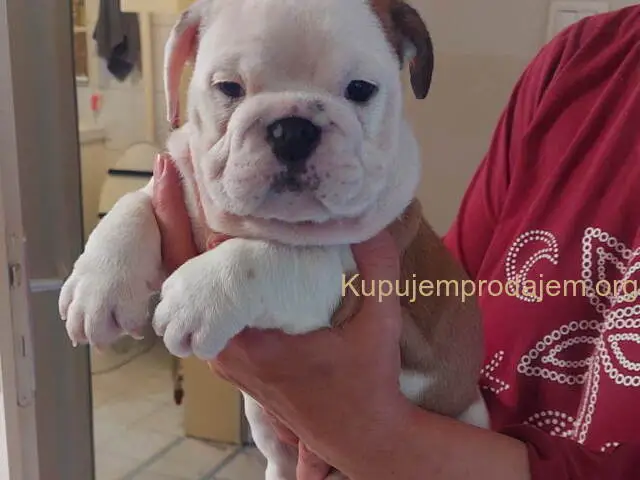 Engleski BULDOG zenkice