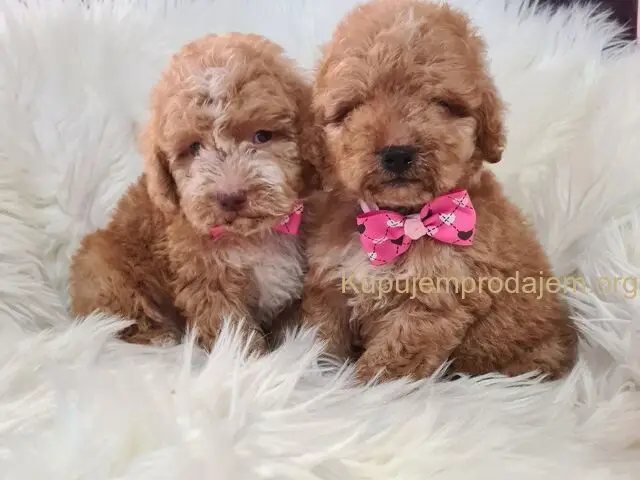 Labradoodle prelepi štenci