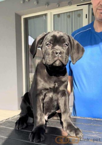 Cane corso stenci na prodaju