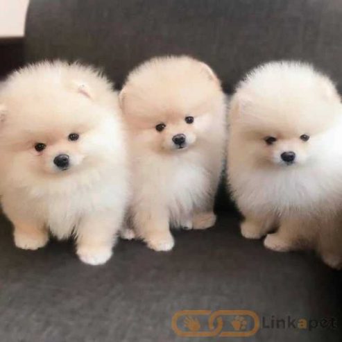 Gorgeous Pomeranian Puppies for sale