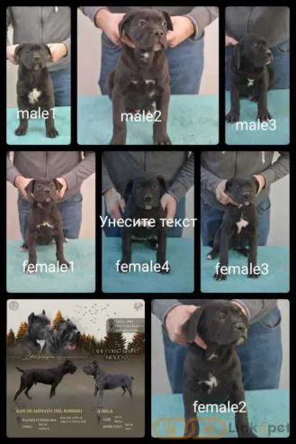 Na prodaju vrhunski stenci CANE CORSO sampionskog porekla,