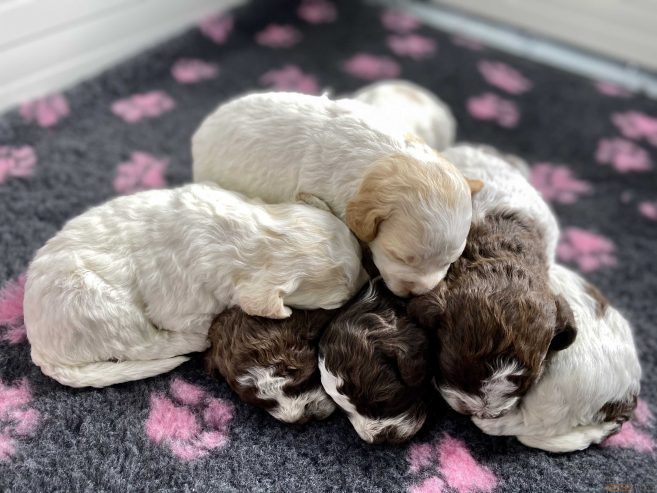 Lagotto romagnolo stenci vrhunski