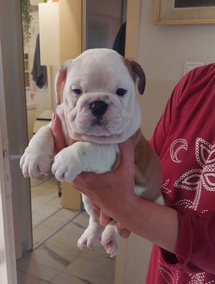 Engleski BULDOG zenkice