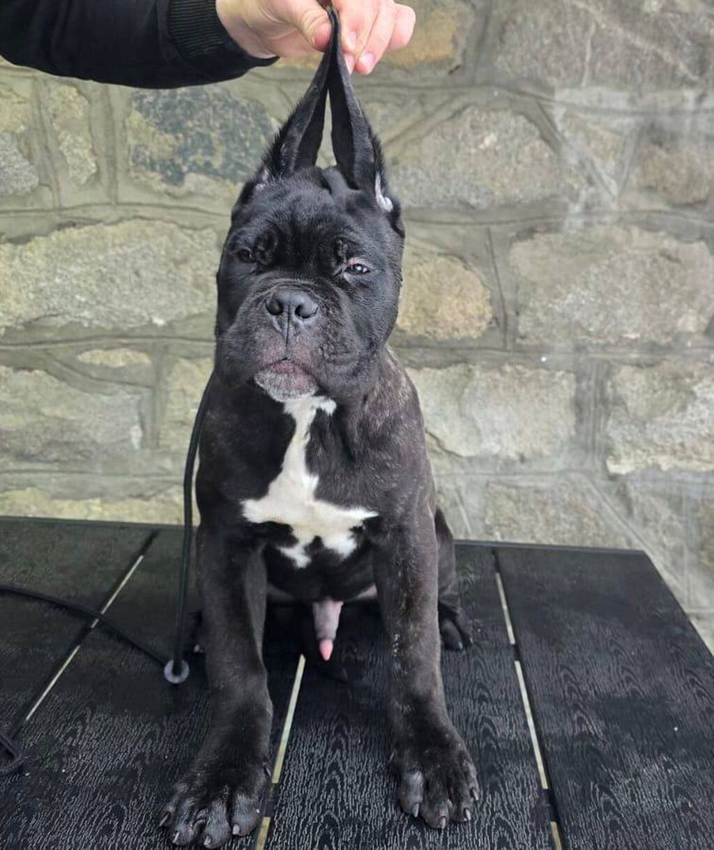 Postanite vlasnik jednog od naših vrhunskih Cane Corso štenaca