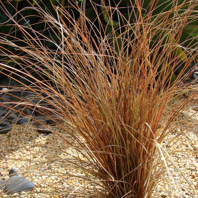 Carex comans Bronze