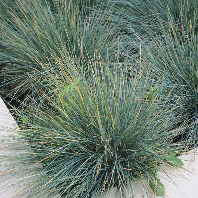 Festuca glauca Elijah Blue