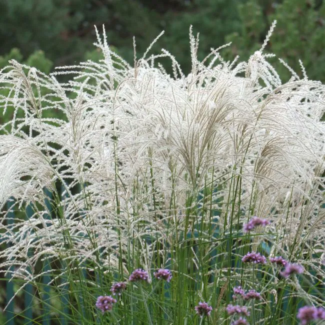 Miscanthus sin. Kleine Fontane