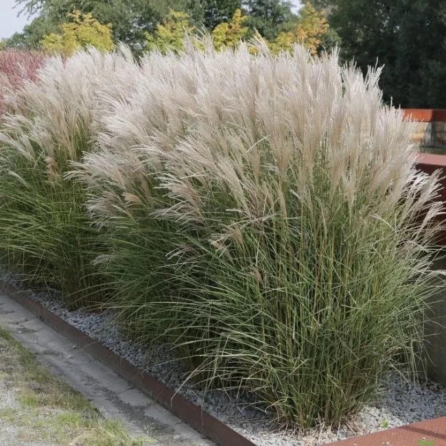 Miscanthus sinensis Kleine Silber